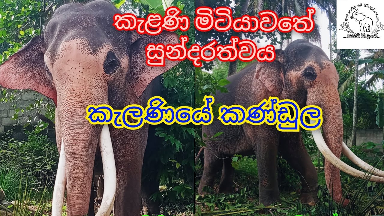 කැලණියේ කණ්ඩුල ගැන කෙටි විස්තරයක් - A small introduction about Kalaniya ...