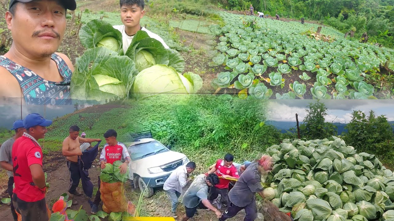 Exploring the Biggest Cabbage Farm in My Village | Peaceful Village ...