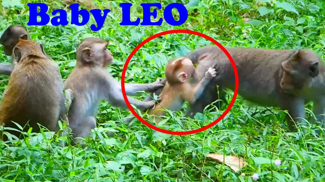 Unbelievable Adorable BB LEO gets confused mom| Leo go in Amber Group ...