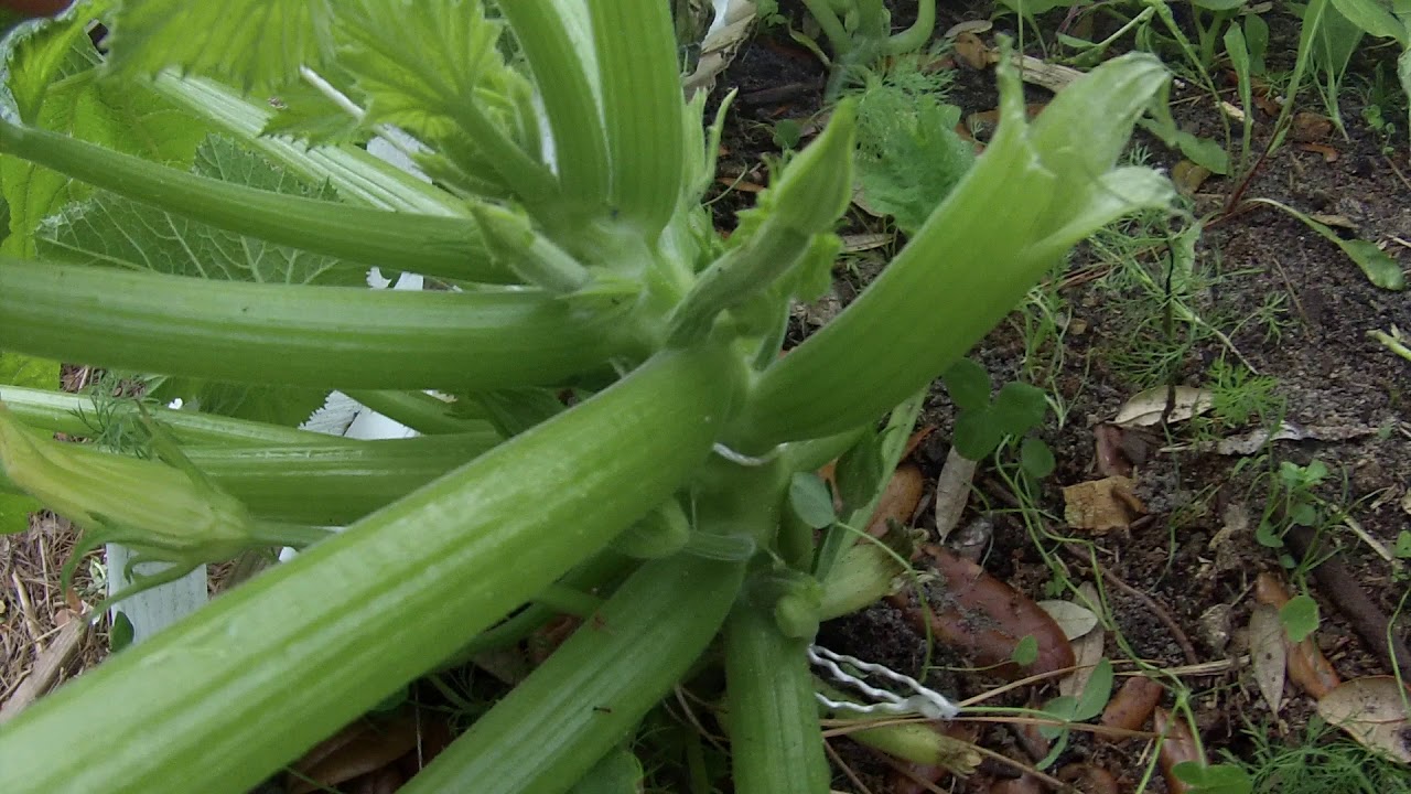 Vertical growing on compost heap: squash, sungold tomatoes, striped ...