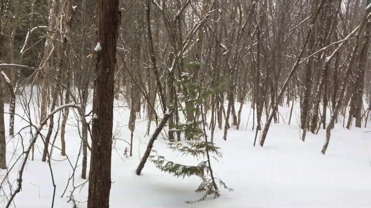 PEC Winter Forest Walk - YouTube