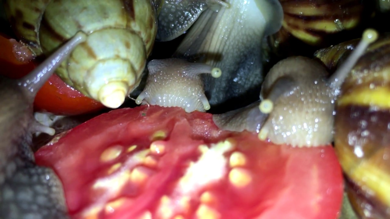 Can Giant African Land Snails Eat Dog Food at Gemma Nock blog