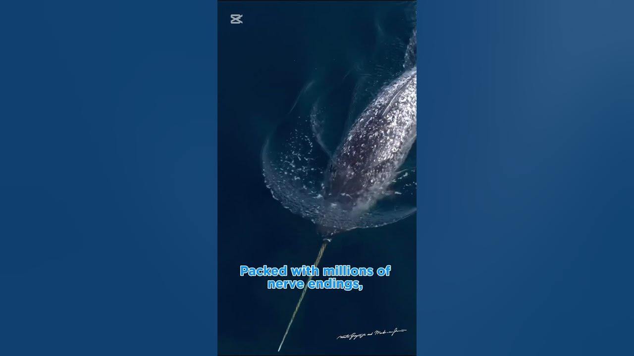 The narwhal—an Arctic unicorn with a 10-foot tooth! Mystery, legend, and science in one. # ...