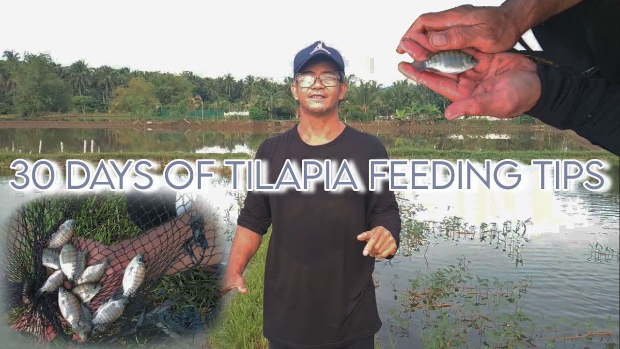Tilapia Basic Tips Part 2 :FEEDING - YouTube