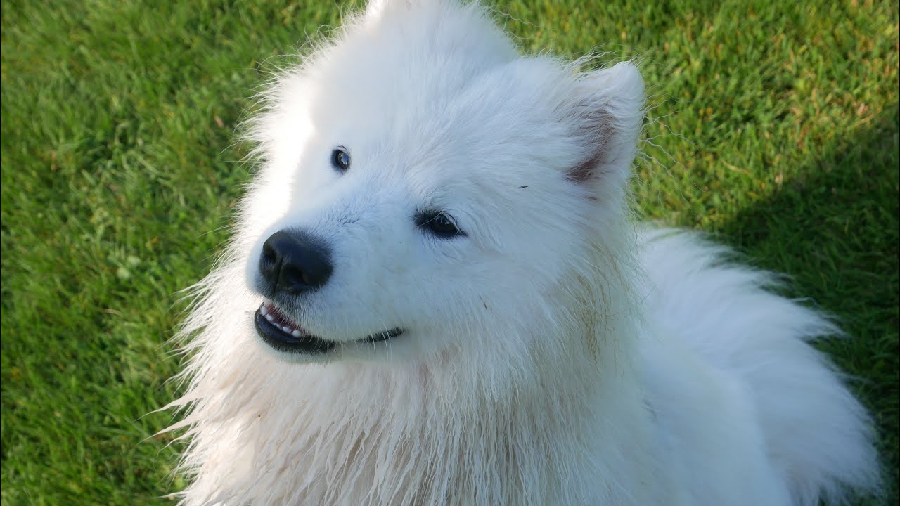 Watch Phoebe the cute & fluffy Samoyed puppy, playing & exploring in ...