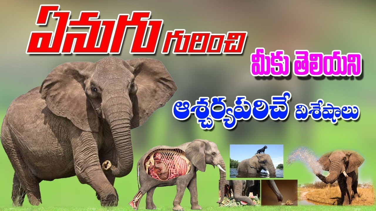Elephants unkown facts in telugu || #vinodfacts #youtube #viral # ...