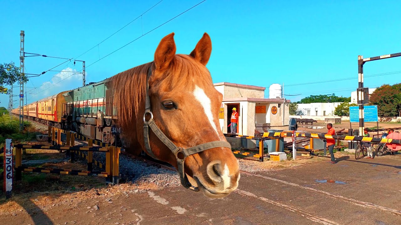 how to train a horse - funny horse train - horse train - comedy train ...