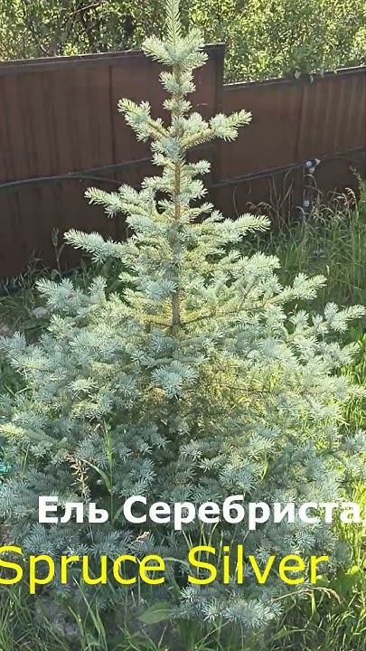 Spruce Silver | Ель Серебристая | Picea - YouTube