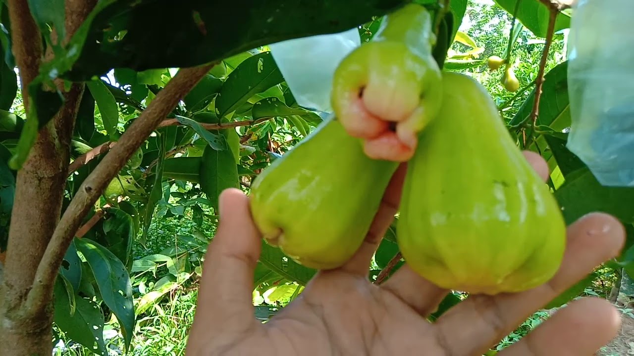 BUAH PERDANA JAMBU MADU DELI HIJAO TANAM DI KEBUN - YouTube