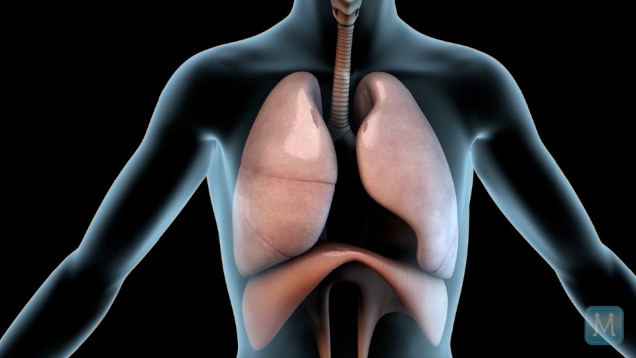 Anatomy How Do The Lungs Work Match Health YouTube Anatomy How Do The Lungs Work Match Health YouTube