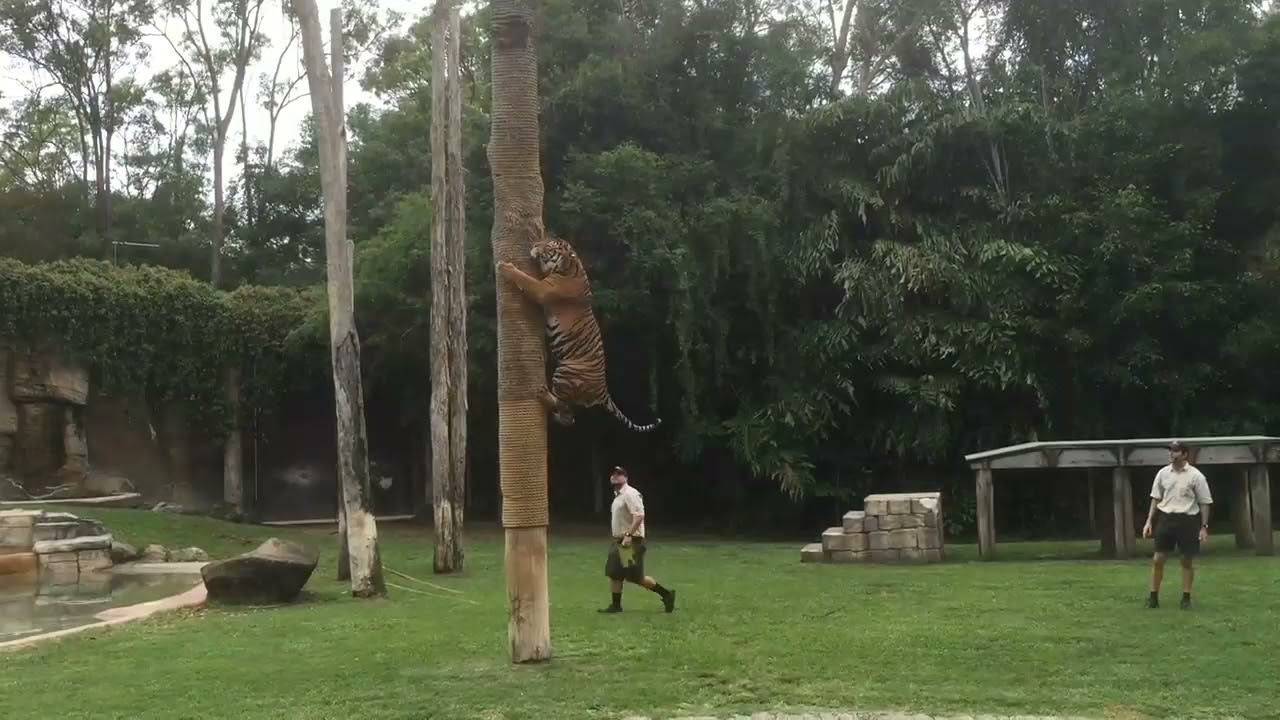 Skills Of Tigers: Tiger Climbing Pole or Tree To Eat Food -(Compilation ...