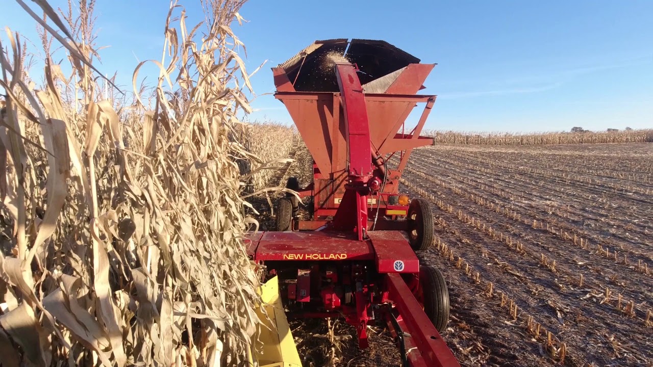 Corn Chopping 2019 Part 2 - YouTube