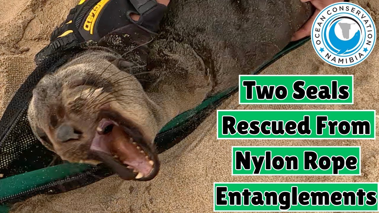 Two Seals Rescued From Nylon Rope Entanglements - YouTube
