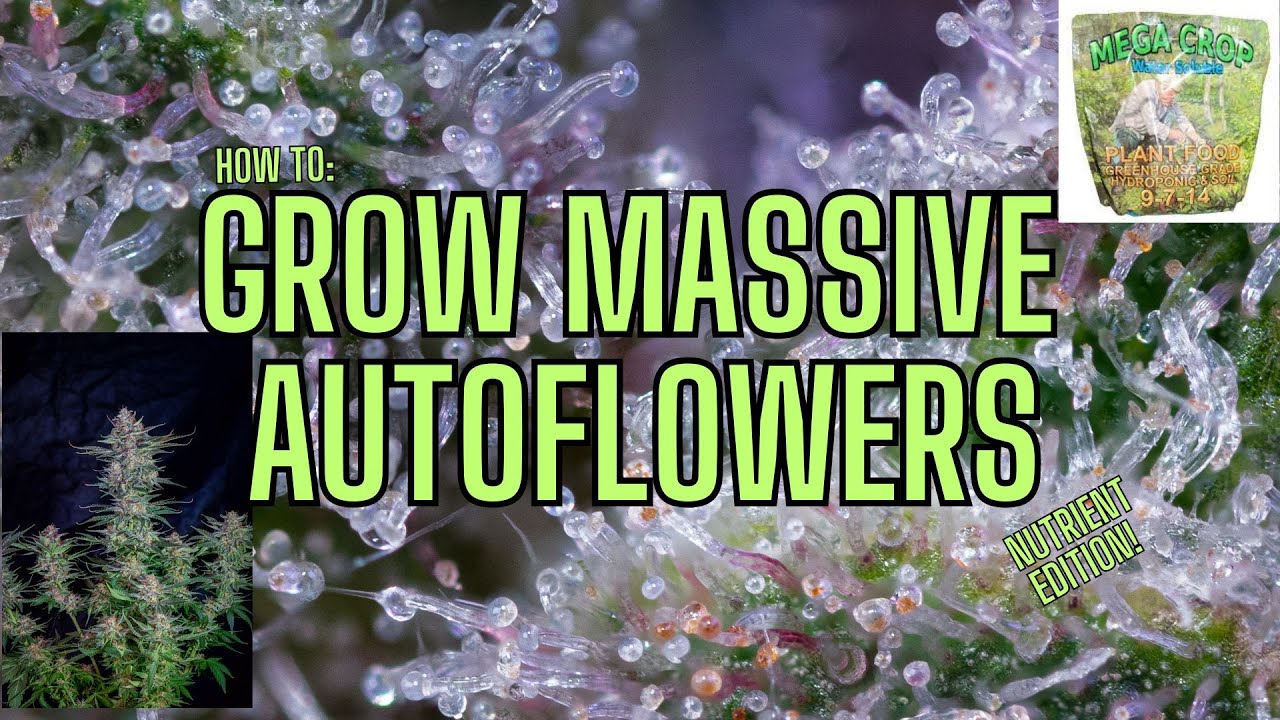 HOW TO GROW MASSIVE AUTOFLOWERS PT.3 - My Nutrient System (it may ...