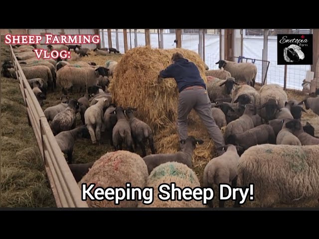 Sheep Farming Memes Best Funny Sheep Memes 9GAG