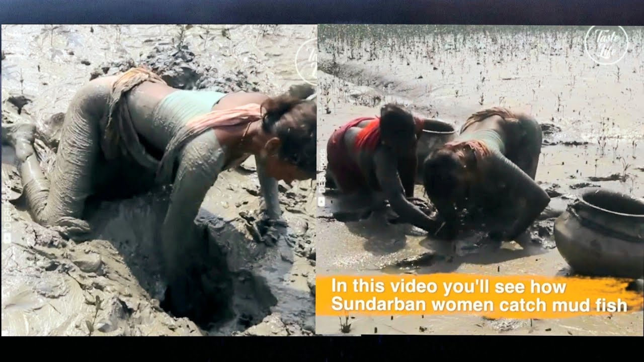 Catching mud fish..in Sundarban.#Survival life, - YouTube