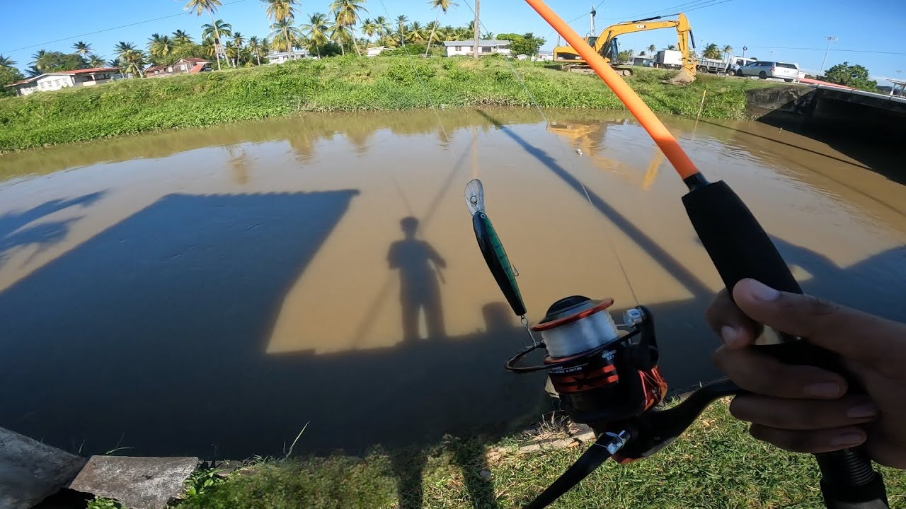 Day 2 Of Trying To Catch Cuffum In Albion, Guyana - YouTube