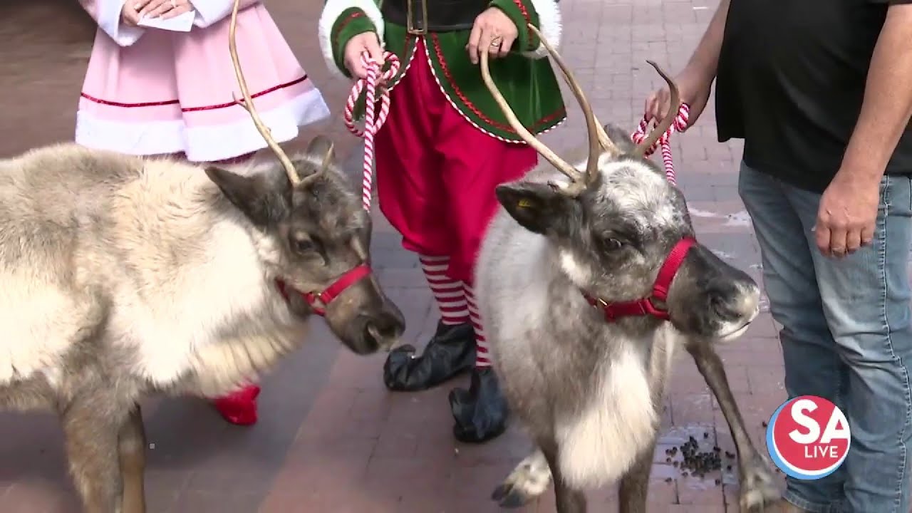 Baby reindeer train to pull Santa's sleigh | SA Live | KSAT 12 - YouTube