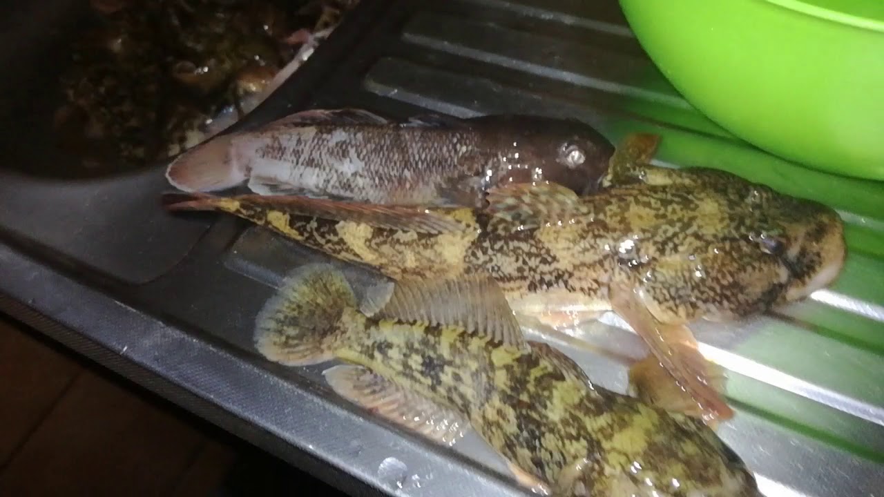 Guvide de marea neagră - YouTube