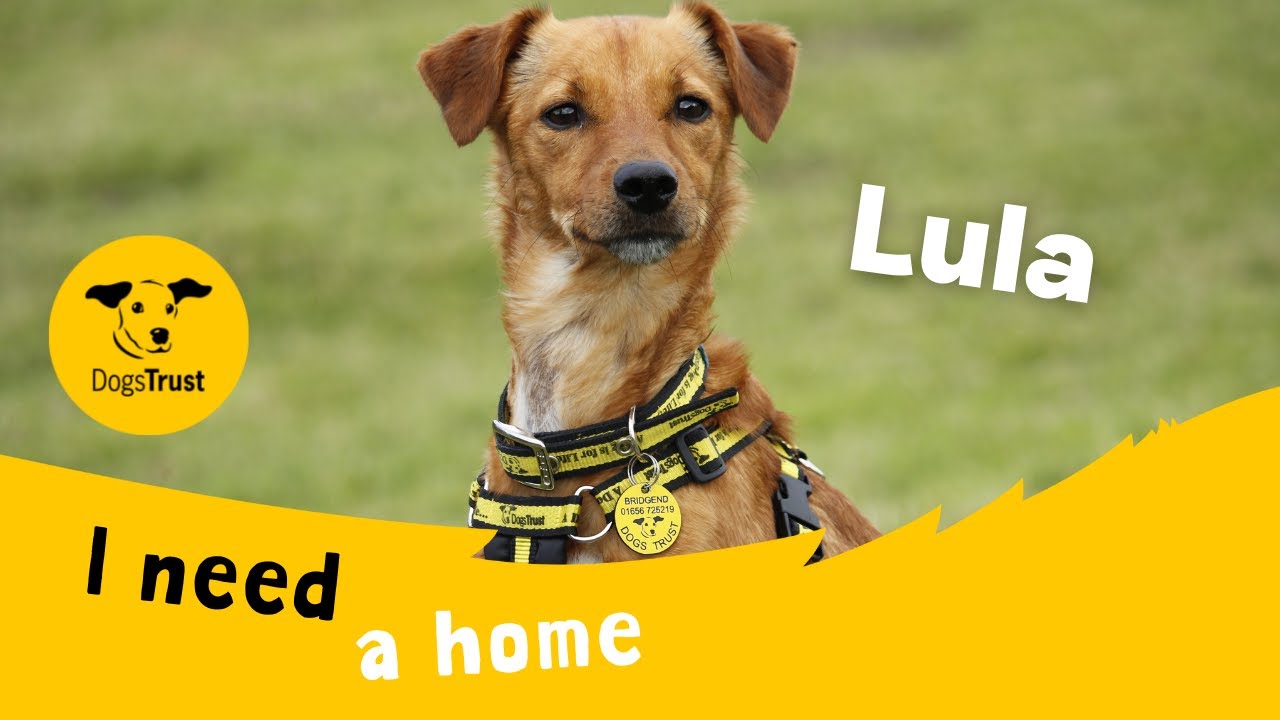 Lula the lovely Terrier | Dogs Trust Bridgend - YouTube