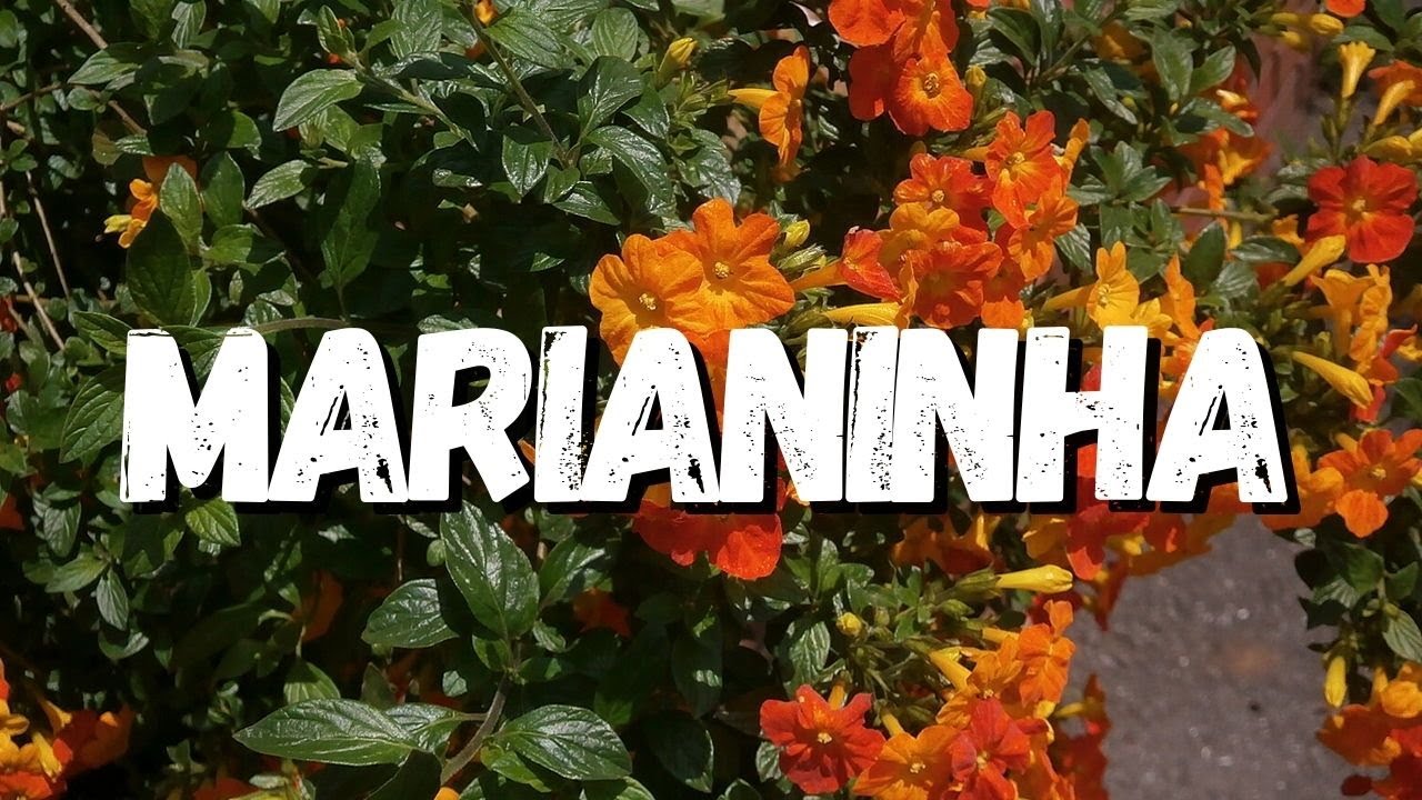 Marianinha: Saiba Tudo Sobre Essa Planta - YouTube