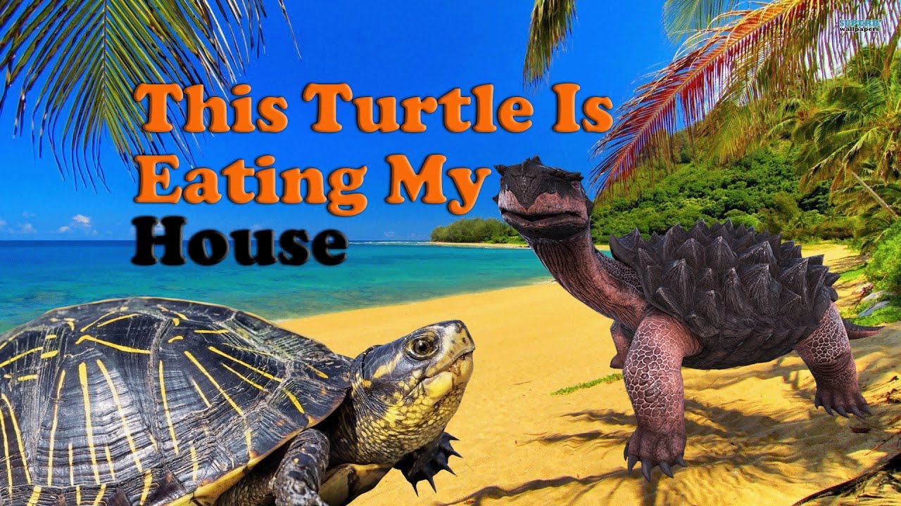 PSA: Don't Stab the Turtles - ARK Survival Evolved - YouTube