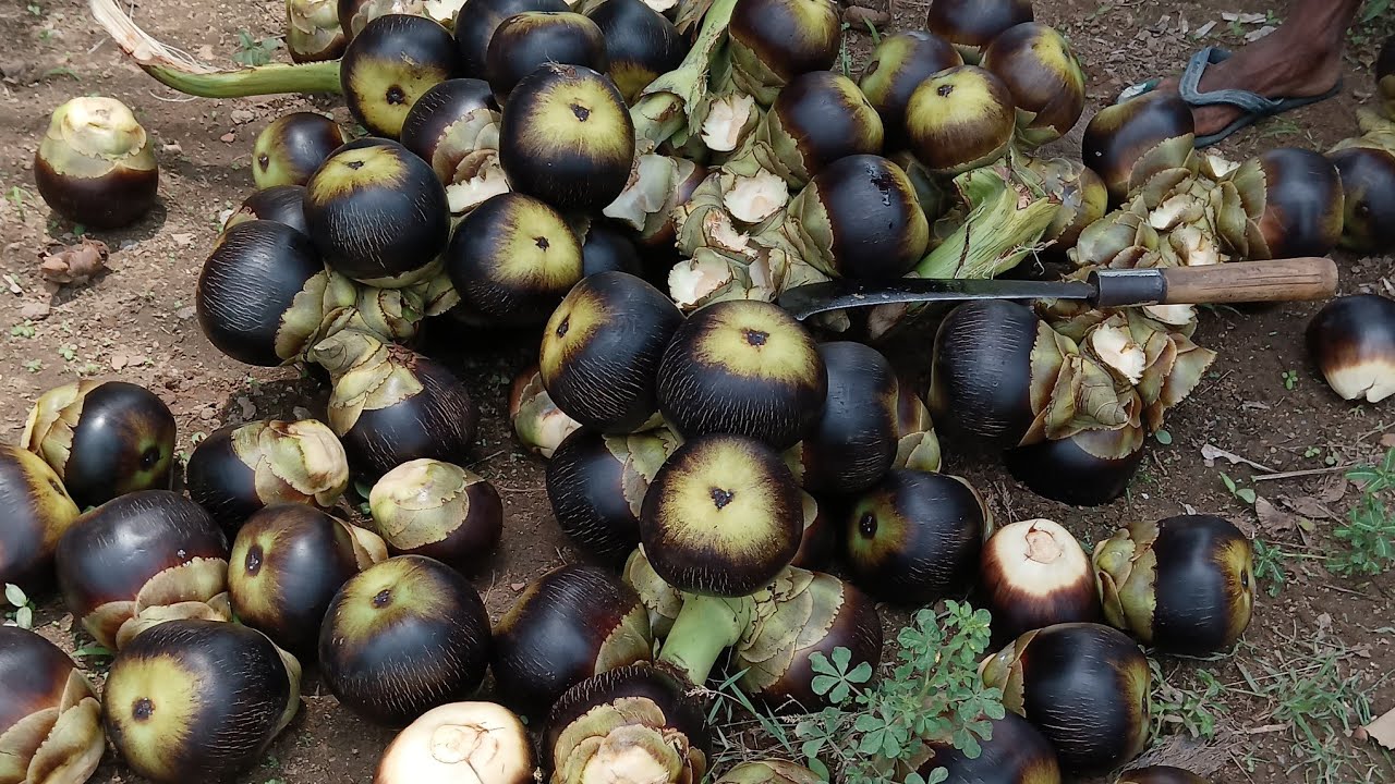 💥🤯Nungu வேட்டை | Ice Apple | Palm Fruit | Natural Fruit | #iceapple # ...