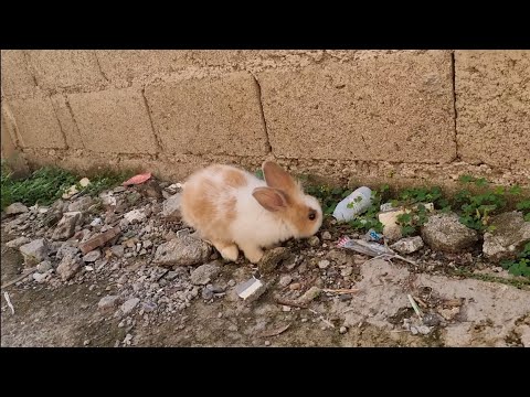 Cute lost Bunny