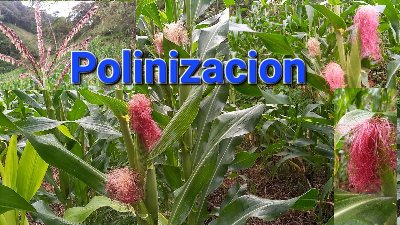 Como se poliniza el maíz/ increíble etapa de jiloteo de maiz/ las ...