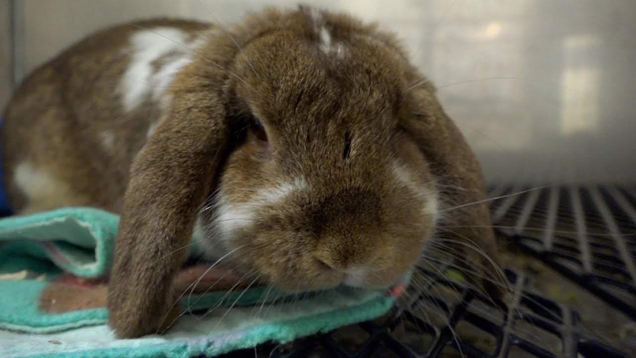 Bay Co. Animal Control - Pets of the Week for Nov. 17, 2017 - YouTube