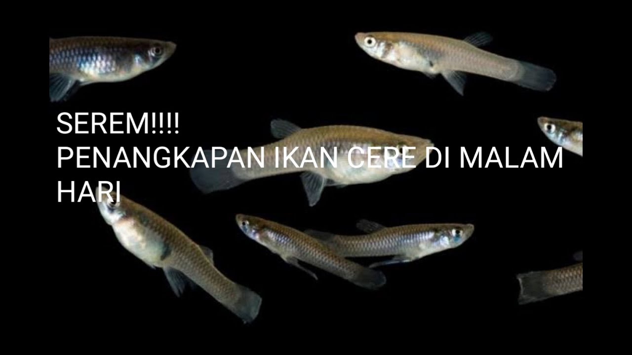 SEREM !!!!!! PENANGKAPAN IKAN CERE DI MALAM HARI - YouTube