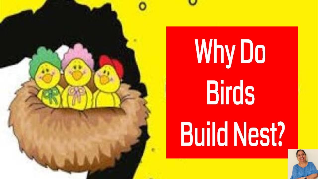 Birds Why Do Birds Build Nest How Birds Make Nests Neelam Babbar birds-why-do-birds-build-nest-how-birds-make-nests-neelam-babbar