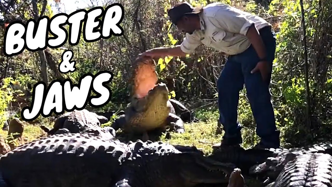 Jaws the Alligator takes over Buster's Video : REACTION - YouTube