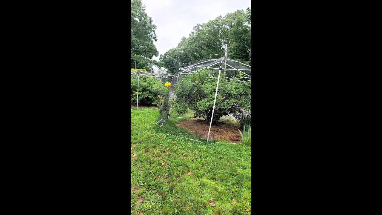 Covering the Blueberries- Easy as Pie! - YouTube