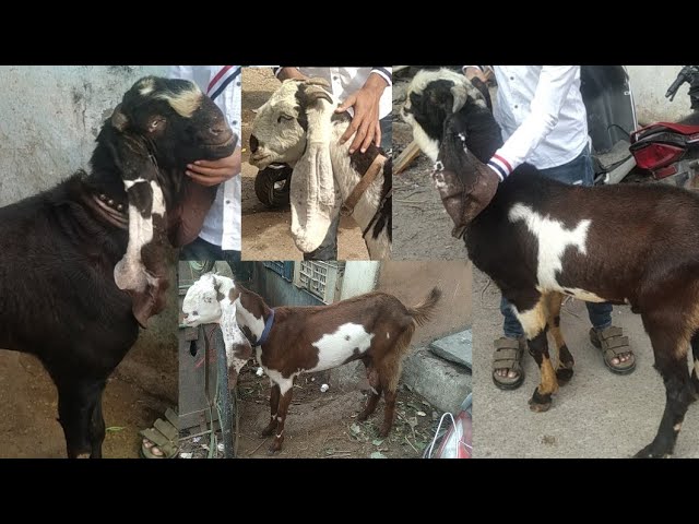 Jamnapari Goat Baby