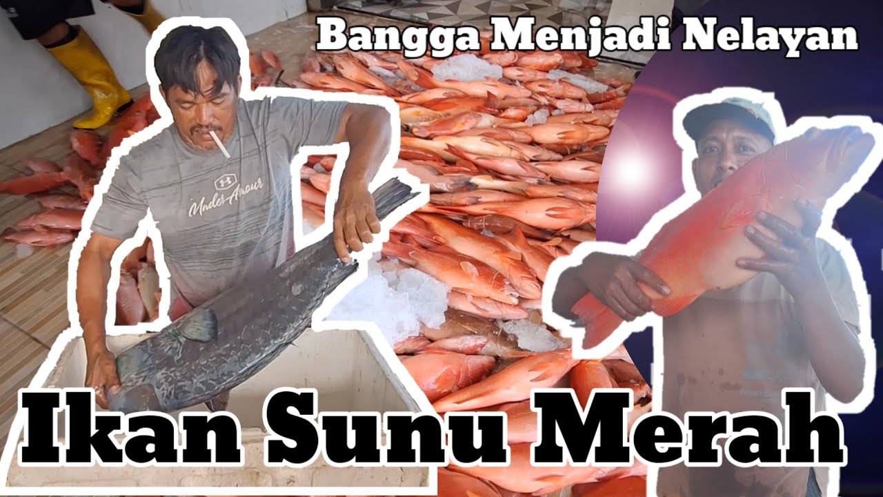 Ikan sunu merah, Emas Nya laut ||Bangga Menjadi Nelayan Laut Bone || # ...