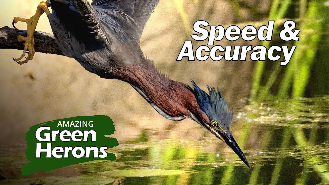Speed and Accuracy - Amazing Green Herons - YouTube
