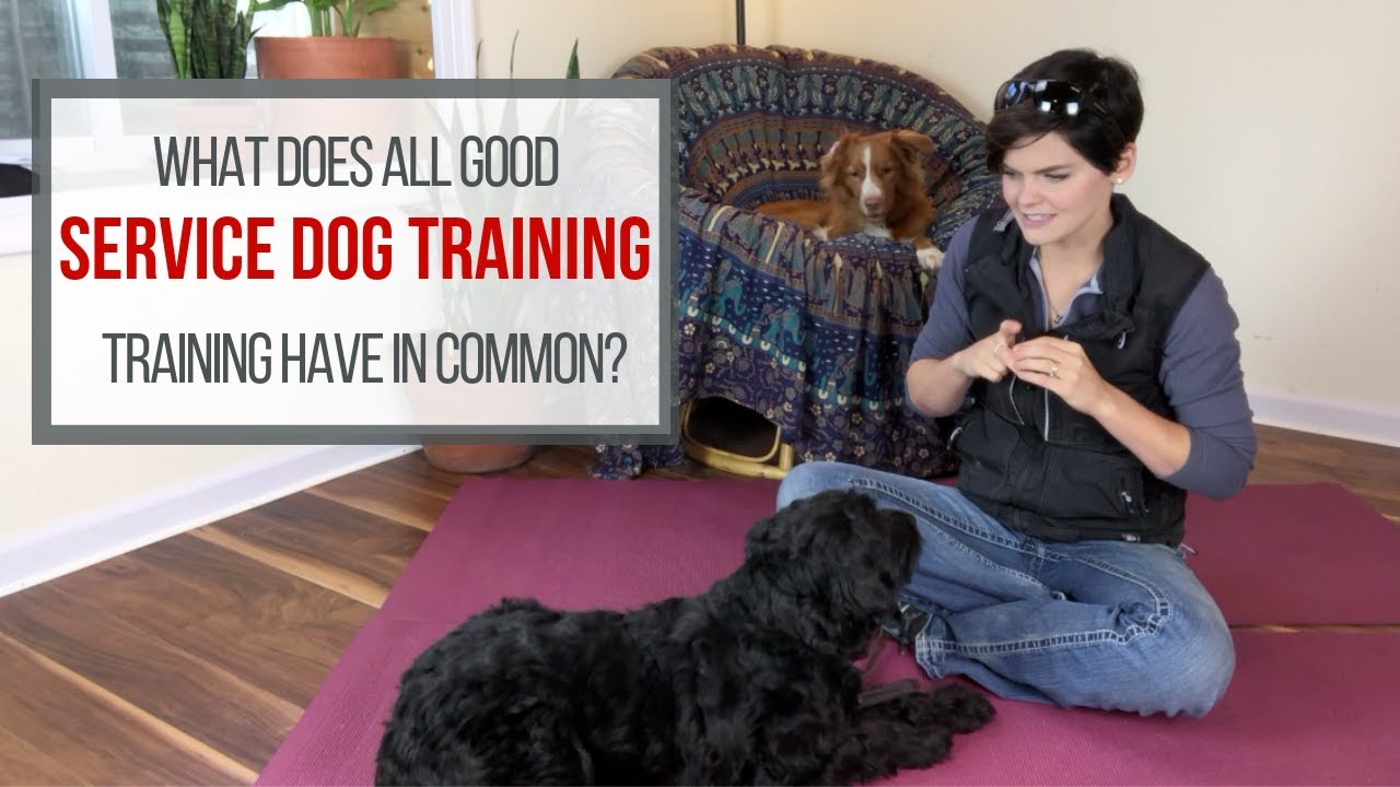Four things all good service dog training has in common. - YouTube