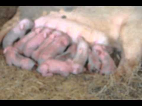 Primer parto de cerda en Feria de la Economía Familiar