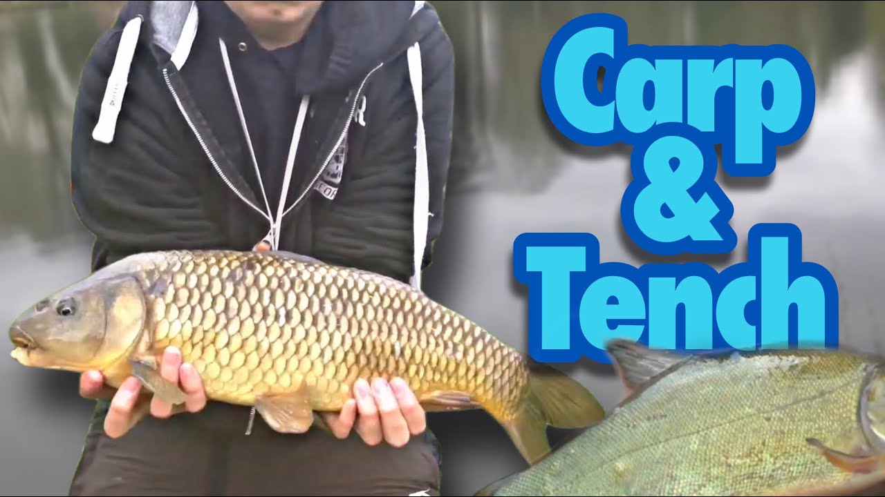 Carp and Tench Fishing - YouTube
