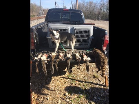 7 Squirrels 1 Coon. Little Feist, Ann! 12-24-17. - YouTube