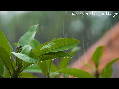 RAINY SEASON BEAUTIFUL RAINFALL IN VILLAGE RAINY DAYS