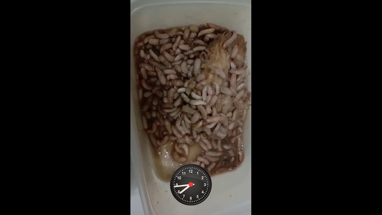 maggots (black soldier fly) vs mango - YouTube