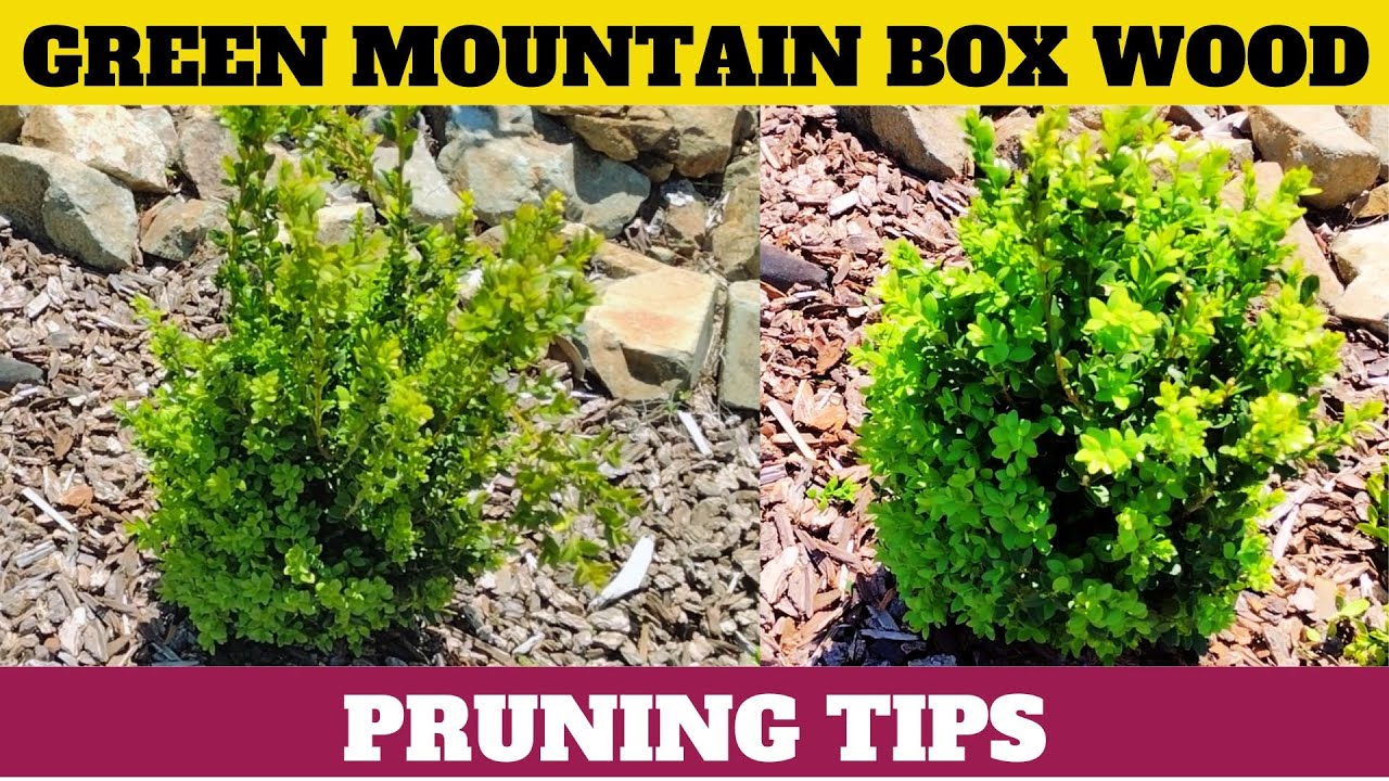 Green MOuntain Box Wood - YouTube