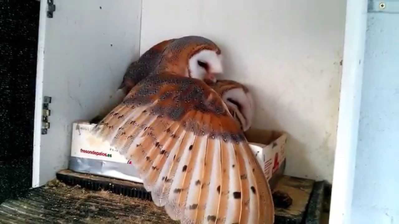 Pareja lechuza comun (tyto alba) copulando - YouTube