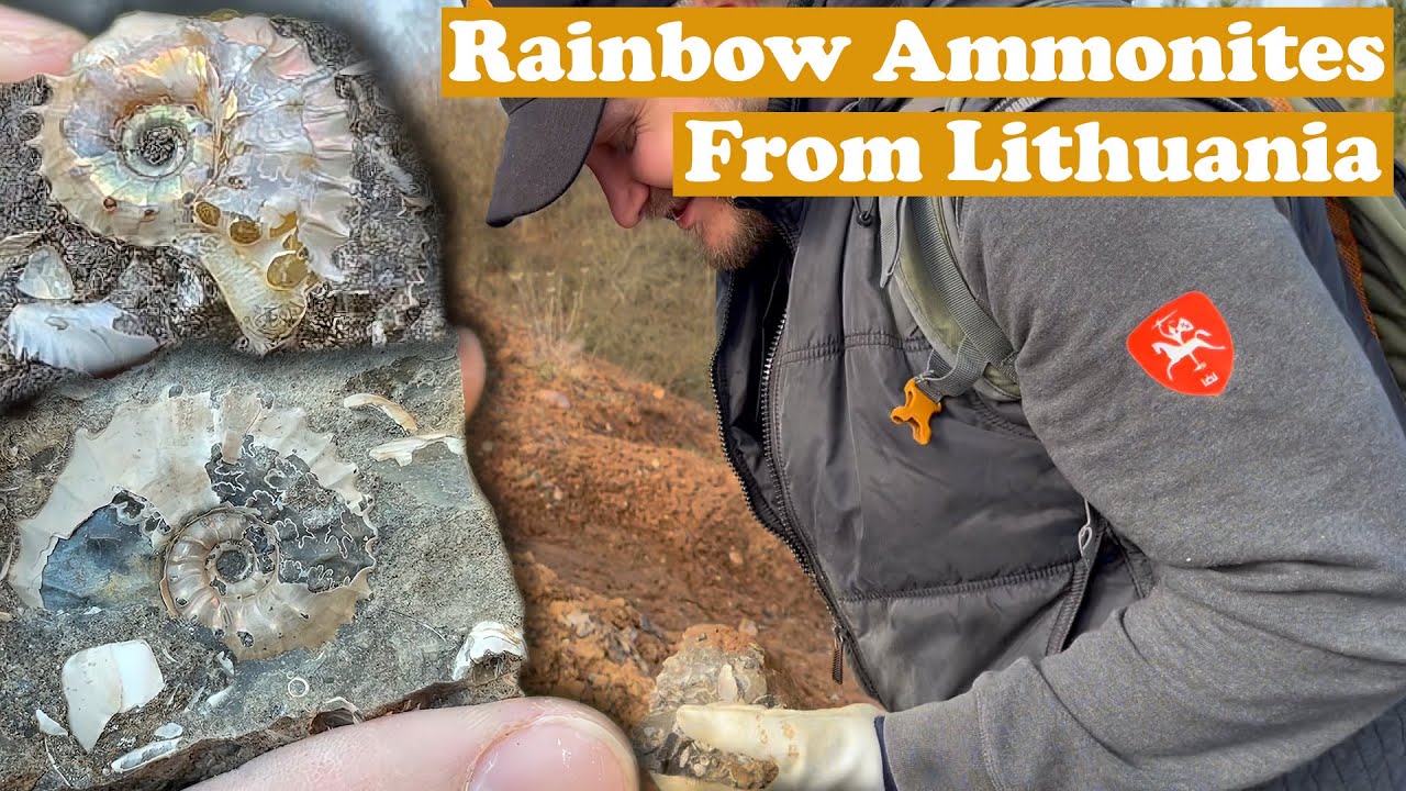 Rare jurassic rainbow ammonites from Lithuania - Fossil hunting - YouTube