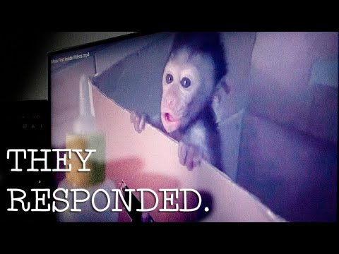 The Monkey Hate Cult Tried to Discredit Me – Here's My Response