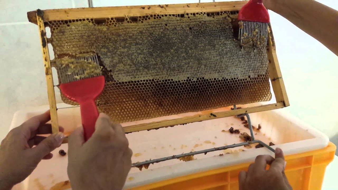 How To Make Honey - Honey & Beekeepers - Honig & Imker in Greece - YouTube