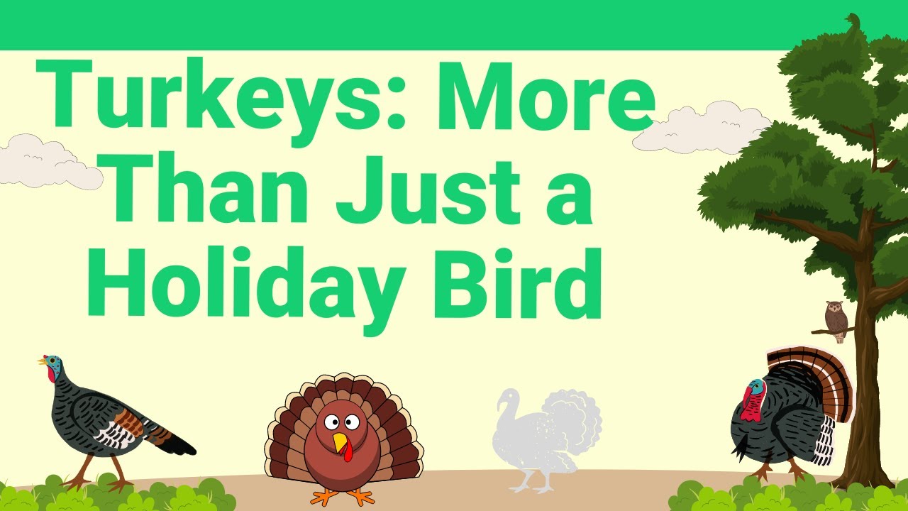 All About Turkeys: Fascinating Facts and Insights - YouTube
