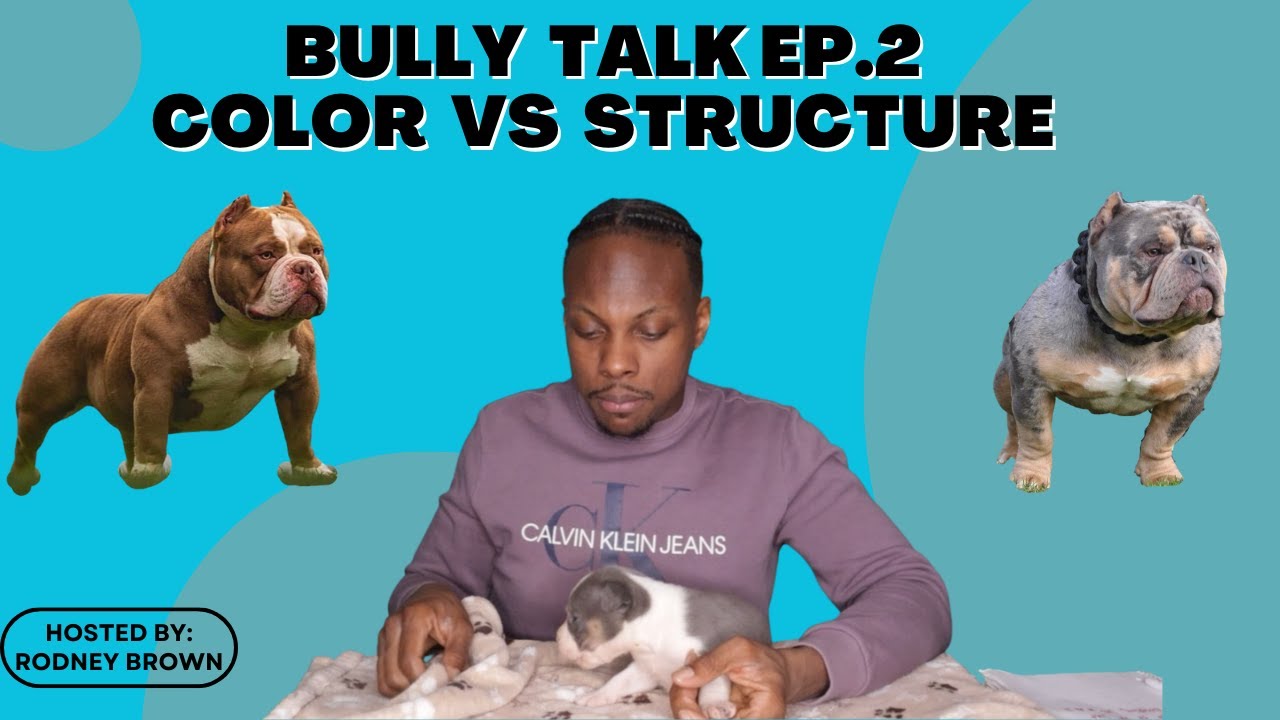 American Bully Talk || Color or Structure - YouTube